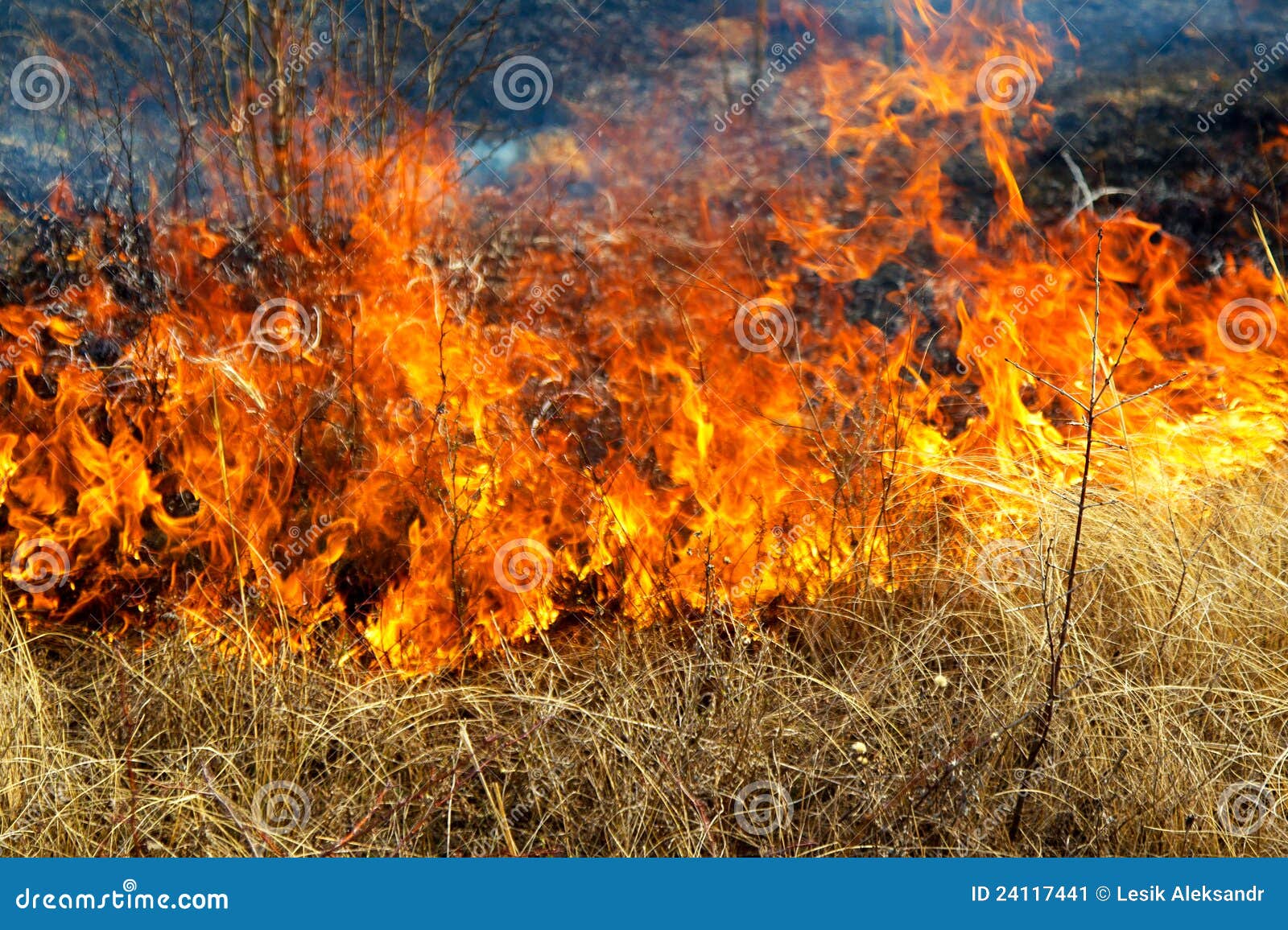 Dry Grass Burning in the Forest Stock Image - Image of burning, heat ...