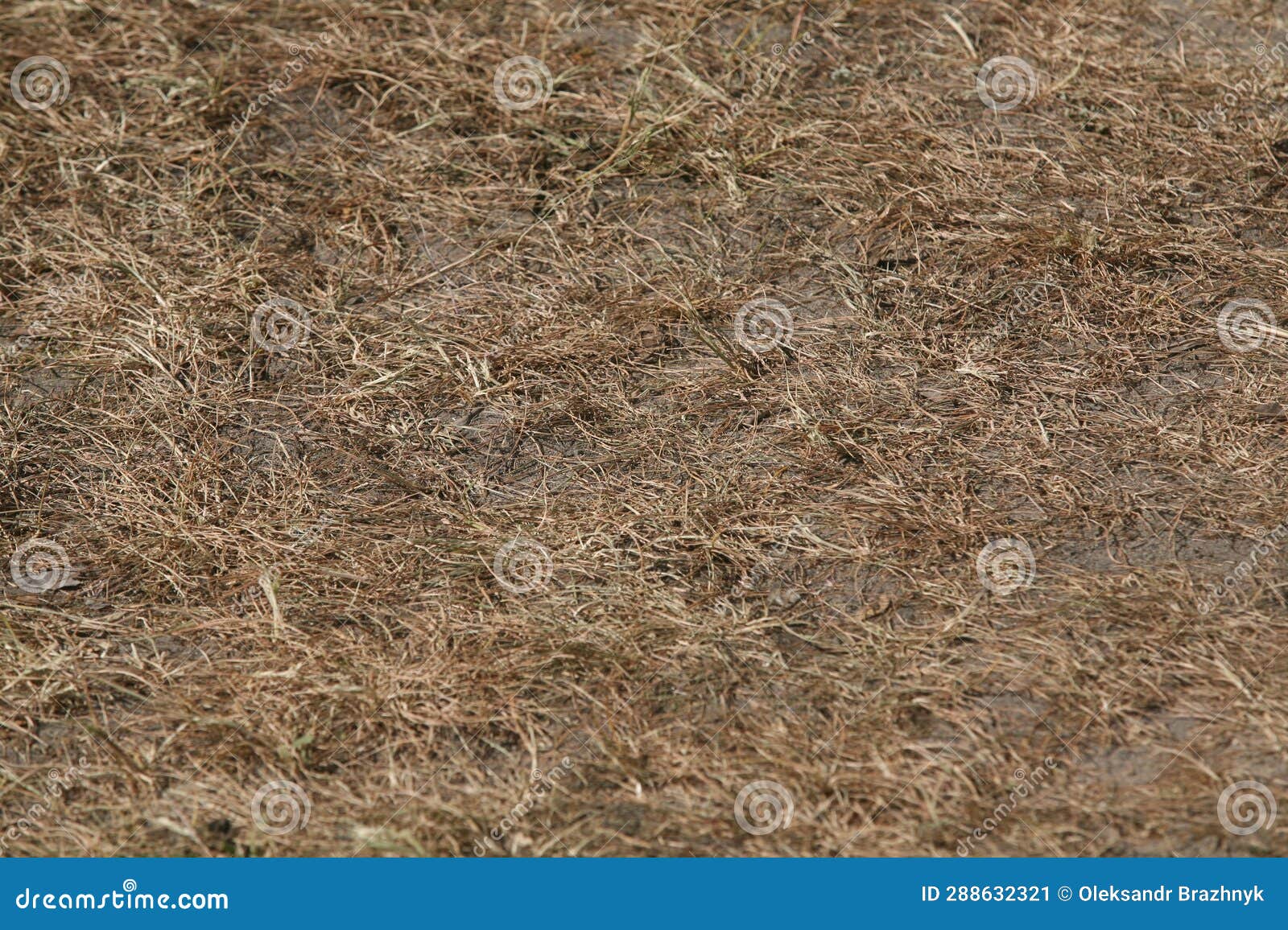 Dry Grass Burnt by the Sun on the Lawn Stock Image - Image of straw ...