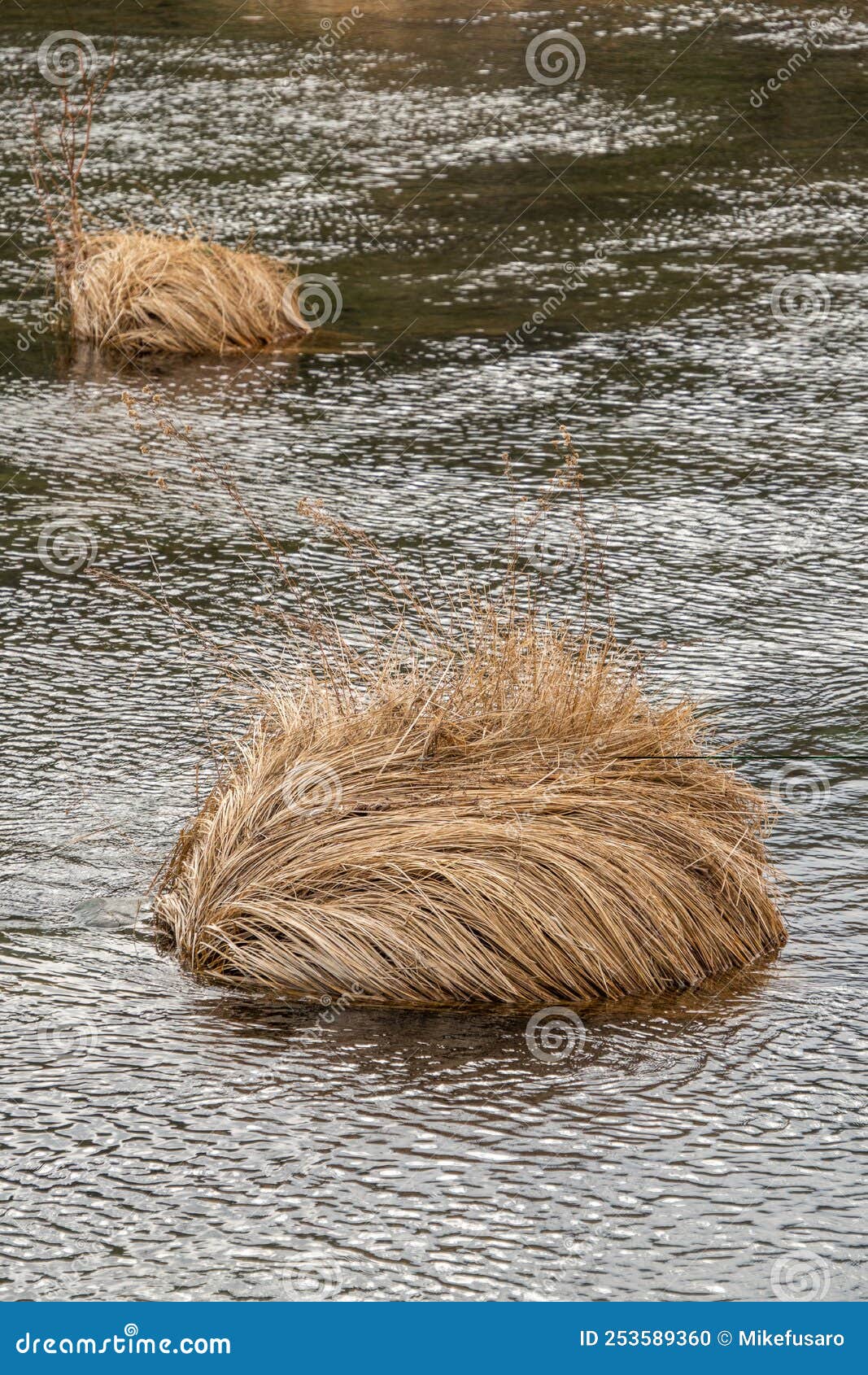 Dry Grass Clump in the Flowing River Water Stock Photo - Image of clump ...