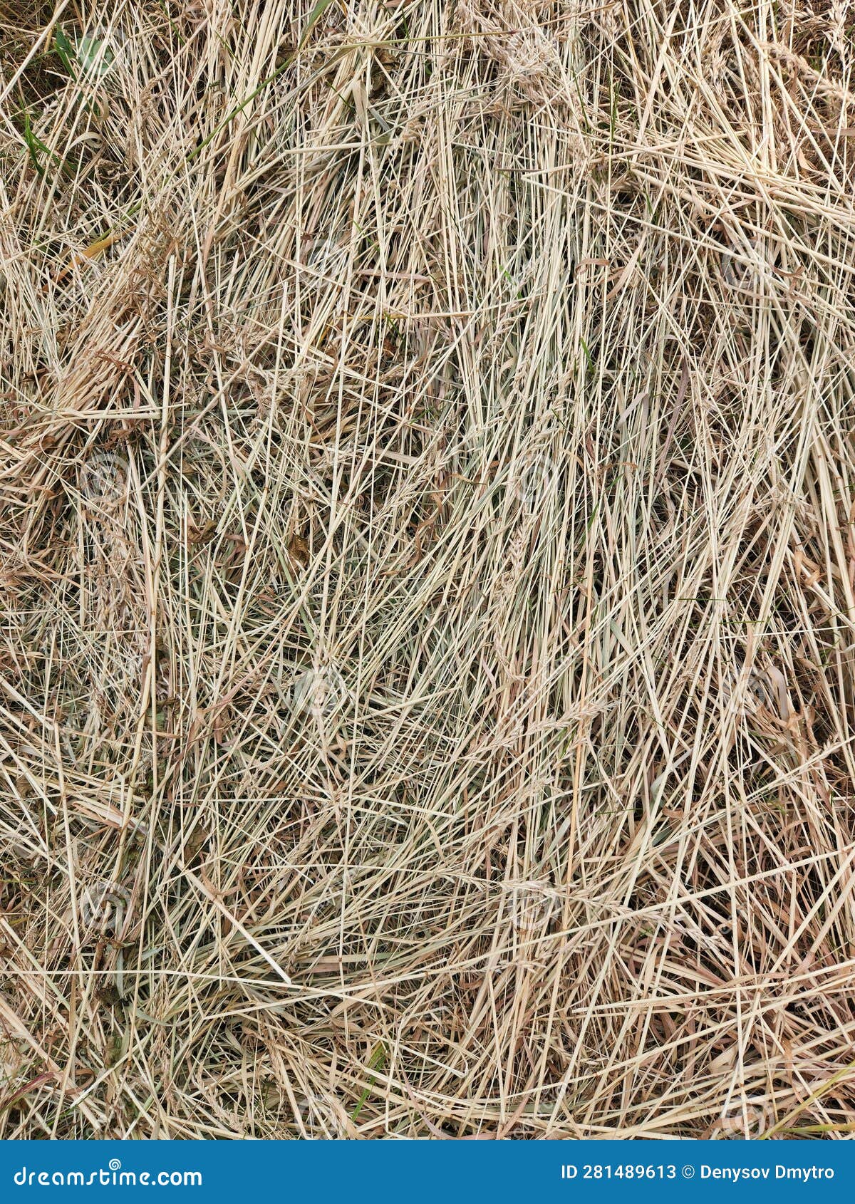 Dry Grass Dried Cut Grass Hay Stock Image Image Of Food Chaotic 281489613