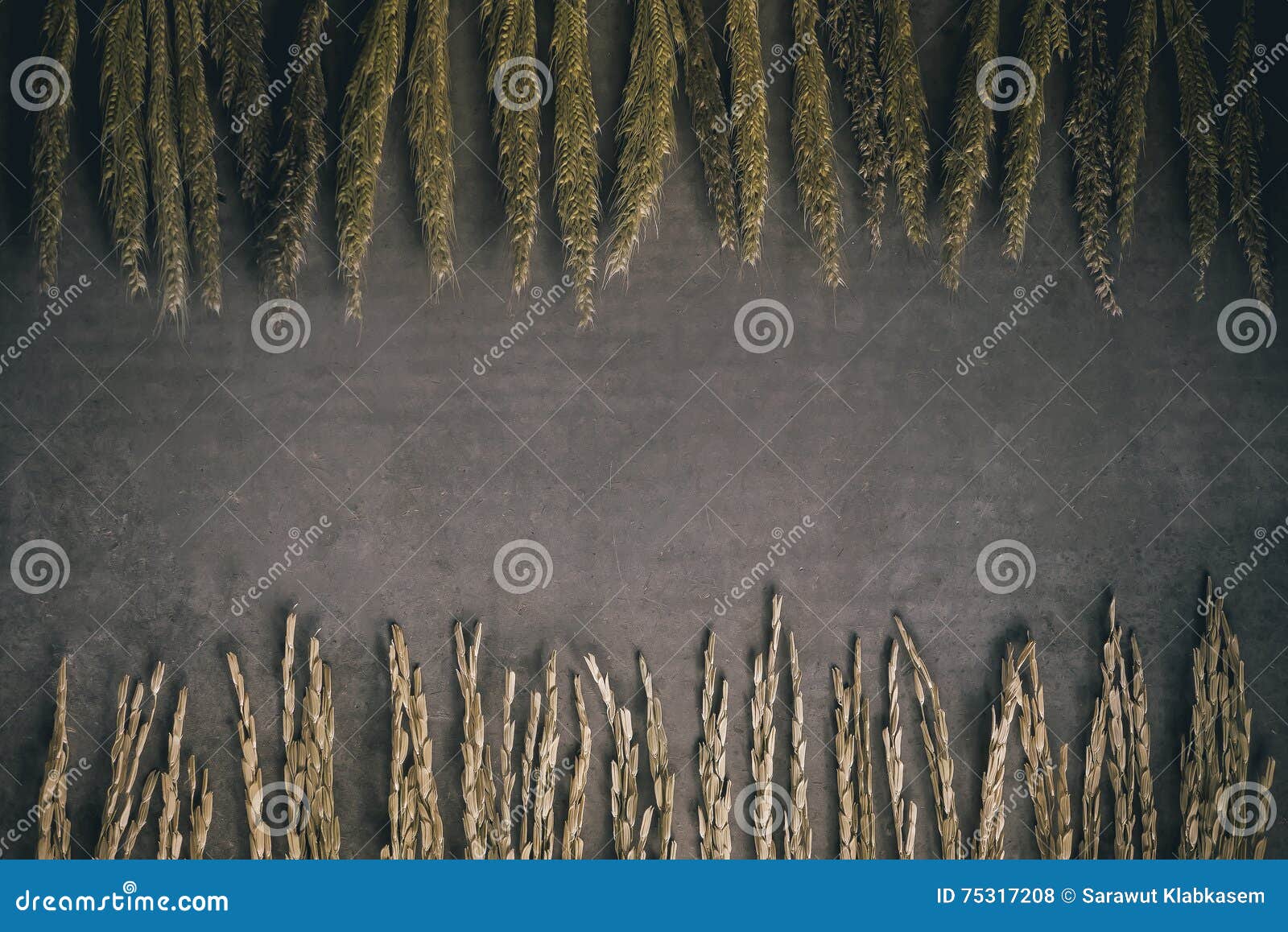 Dry Grass and Dry Rice Paddy with a Background Stock Photo - Image of ...