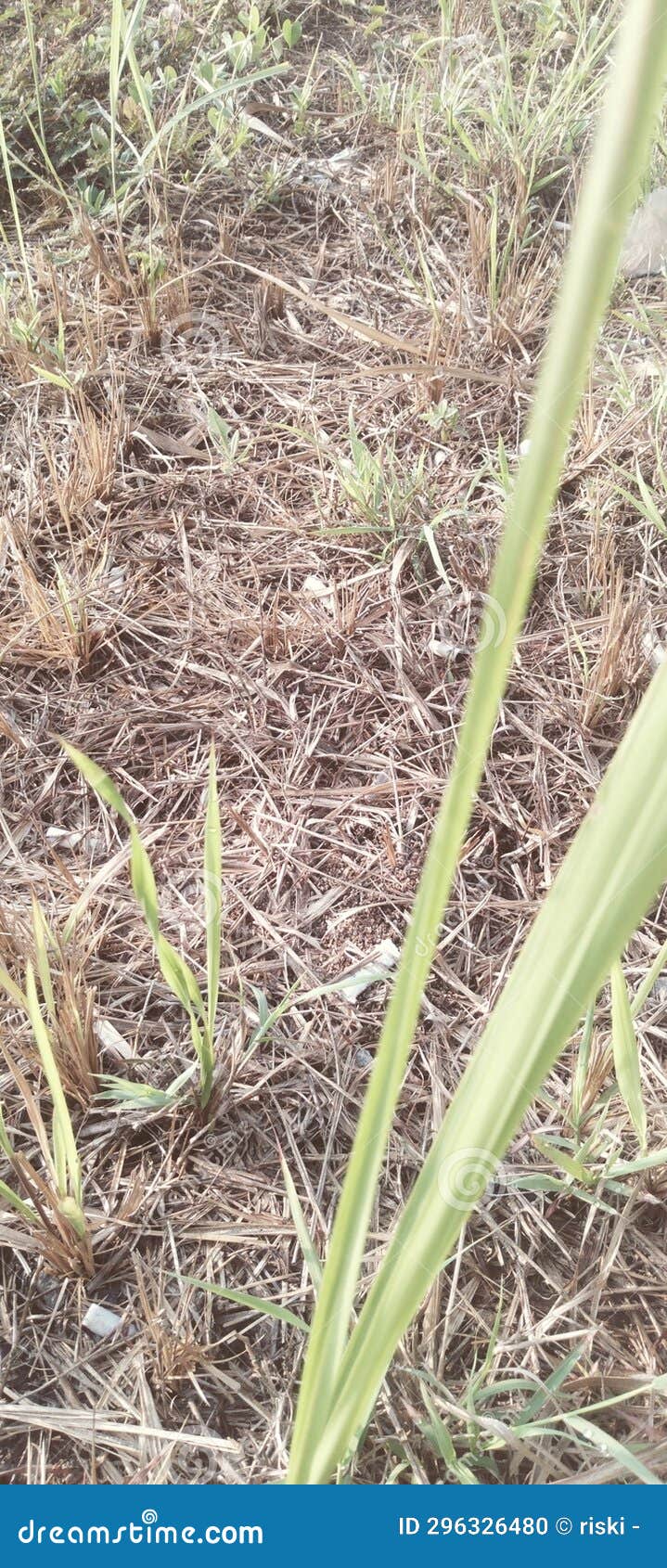 Dry Grass Due To the Long Dry Season Stock Photo - Image of season ...