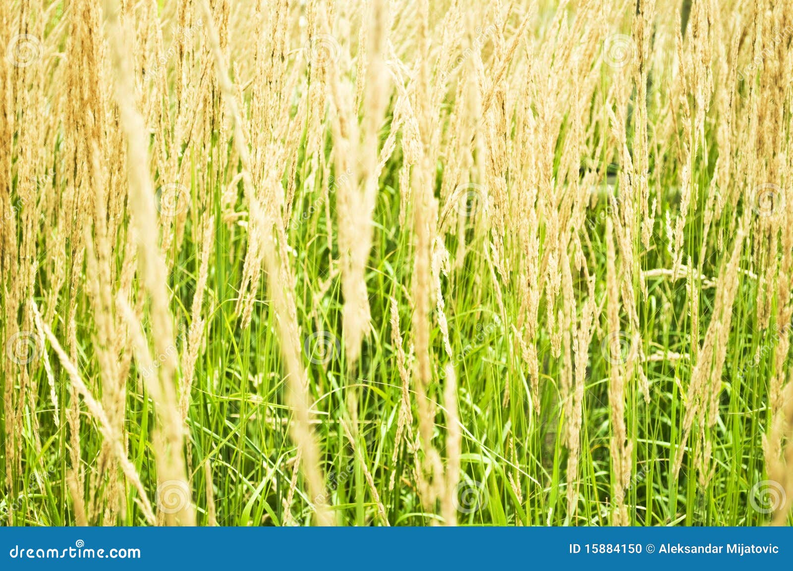 Dry grass field stock photo. Image of field, abstract - 15884150