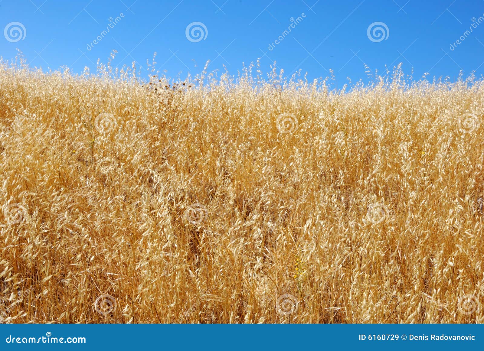 Dry Grass Field Against Blue Sky Stock Image - Image of hairy, life ...