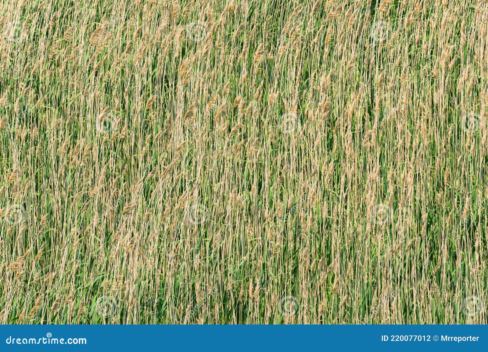 Dry grass field stock photo. Image of grasslawn, ecology - 220077012