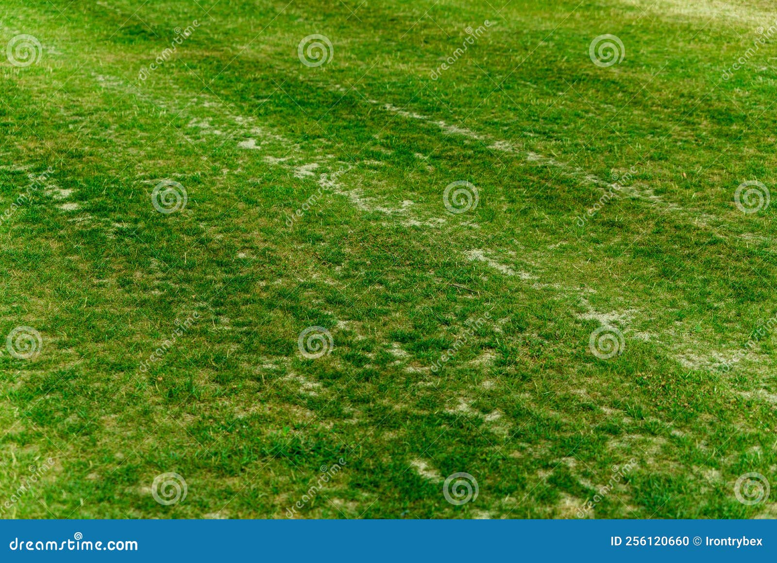 Dry Grass on the Field, Damaged Turf Stock Photo - Image of turf, rugby ...