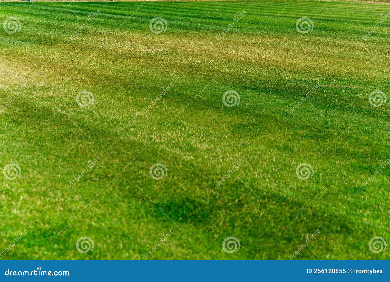Dry Grass on the Field, Damaged Turf Stock Image - Image of landscaping ...