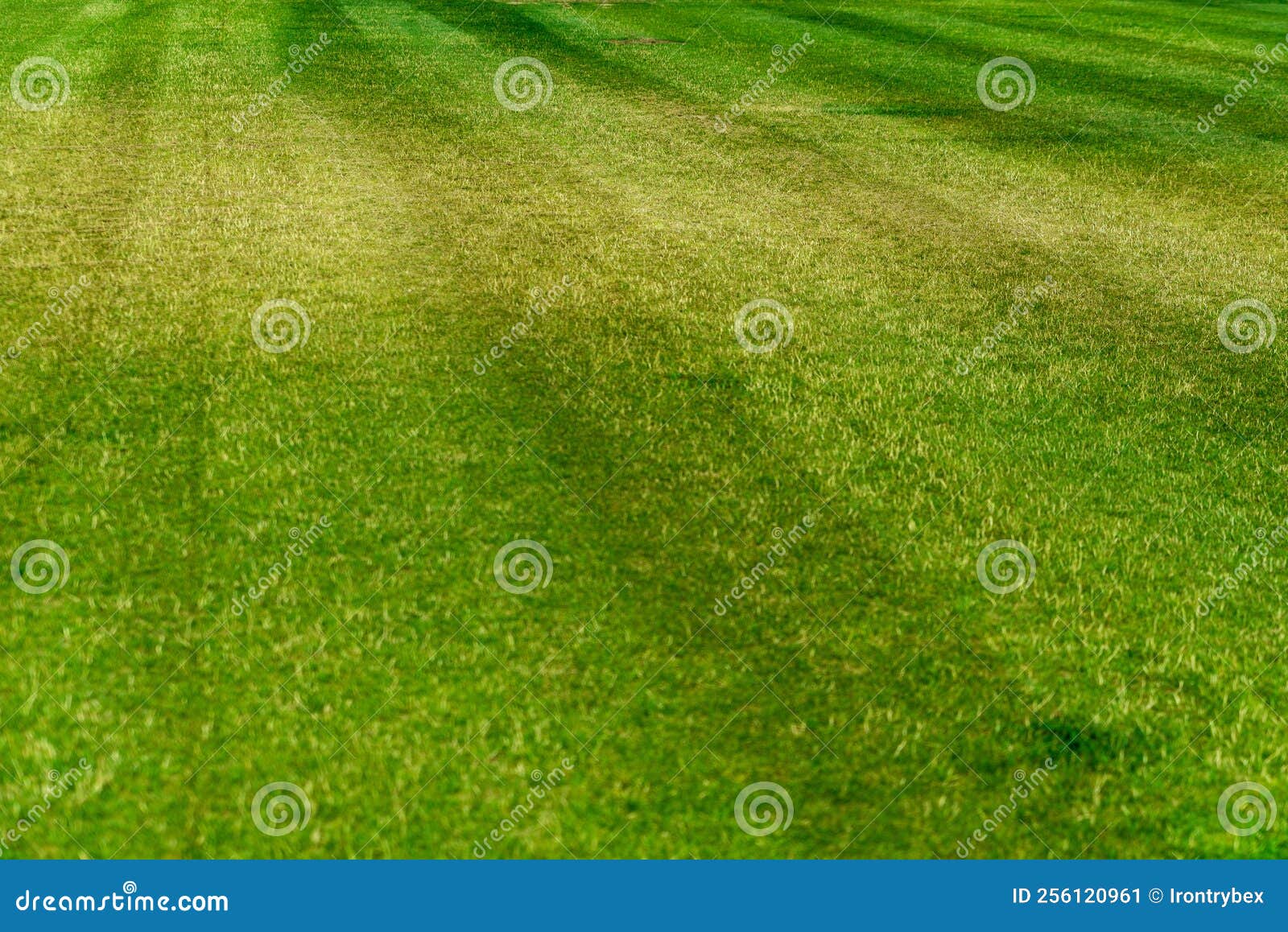 Dry Grass on the Field, Damaged Turf Stock Image - Image of damaged ...