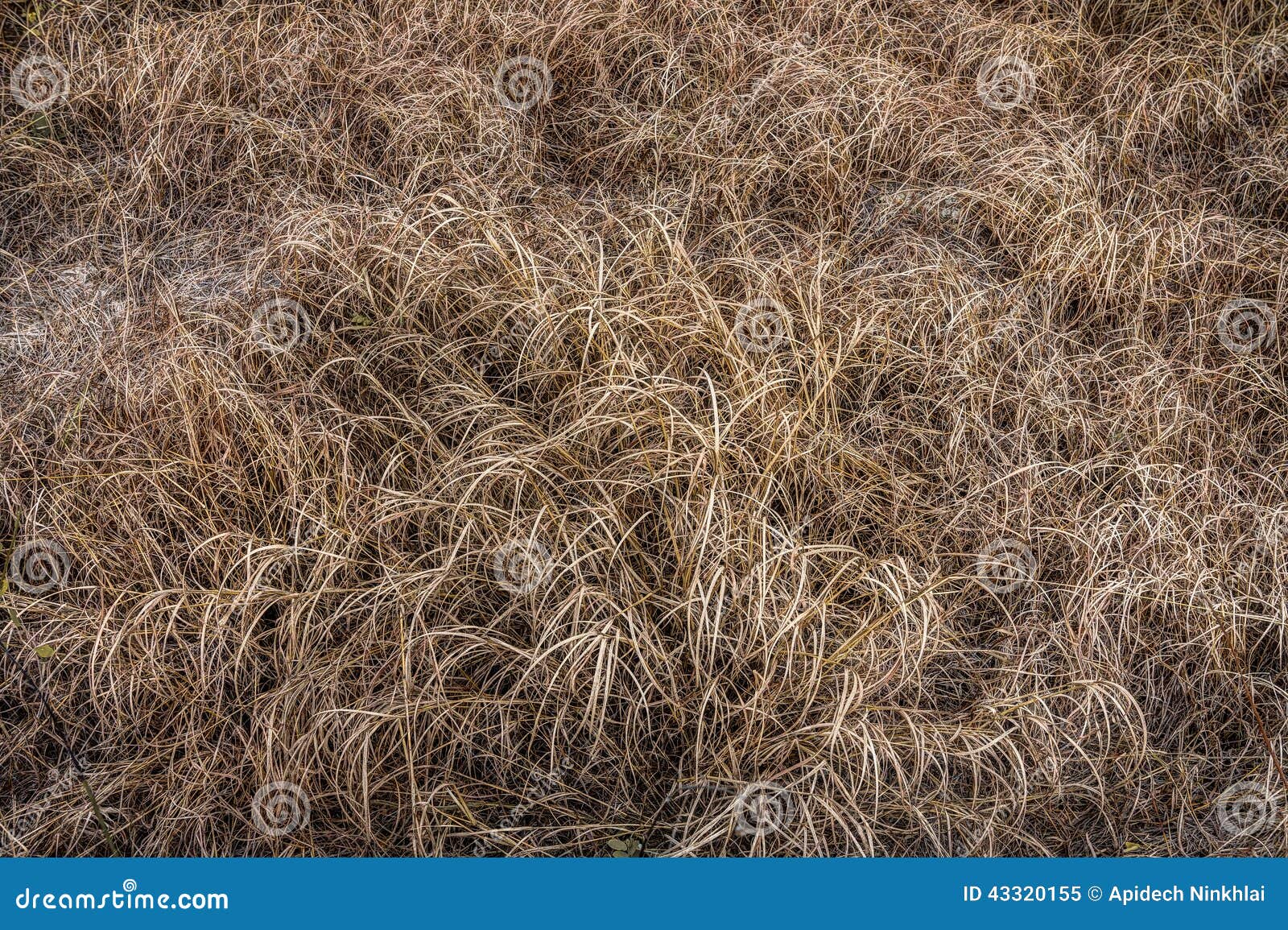 Dry grass field stock image. Image of botany, brown, grassland - 43320155