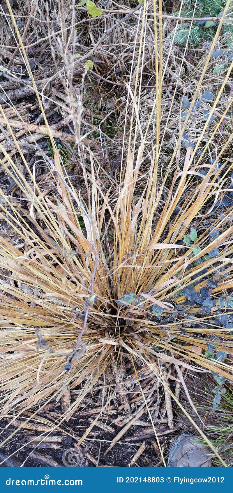 Dry grass field stock image. Image of produce, garden - 202148803