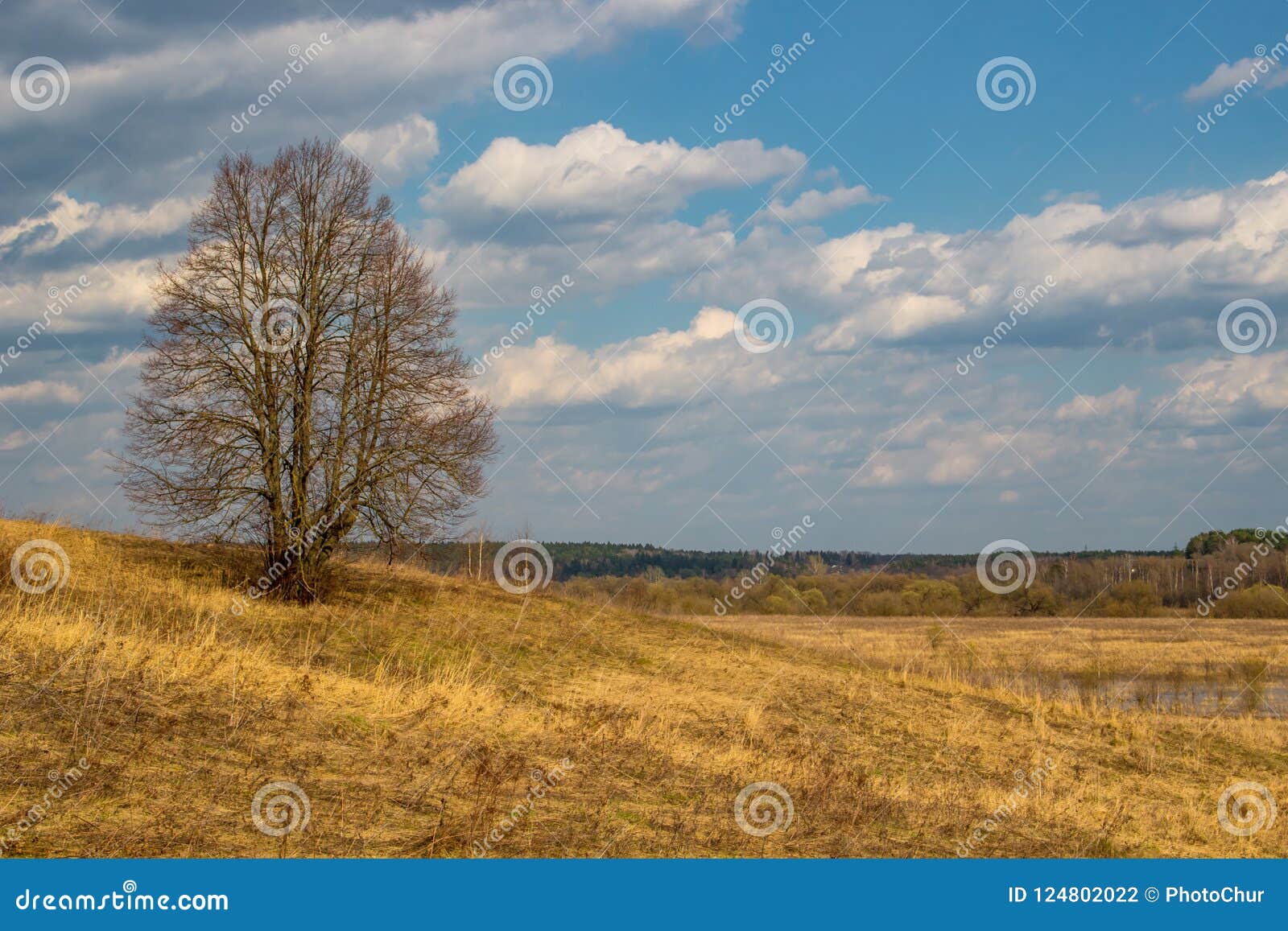 Dry Grass in the Field in Spring Stock Photo - Image of landscape ...