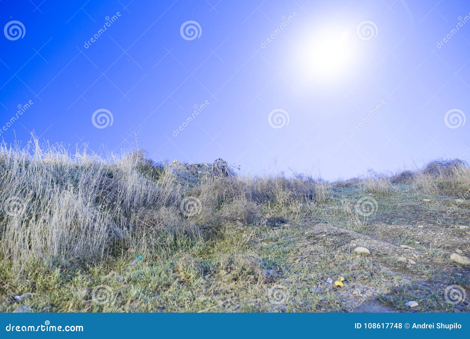 Dry Grass in a Field in the Moonlight Night Stock Photo - Image of ...