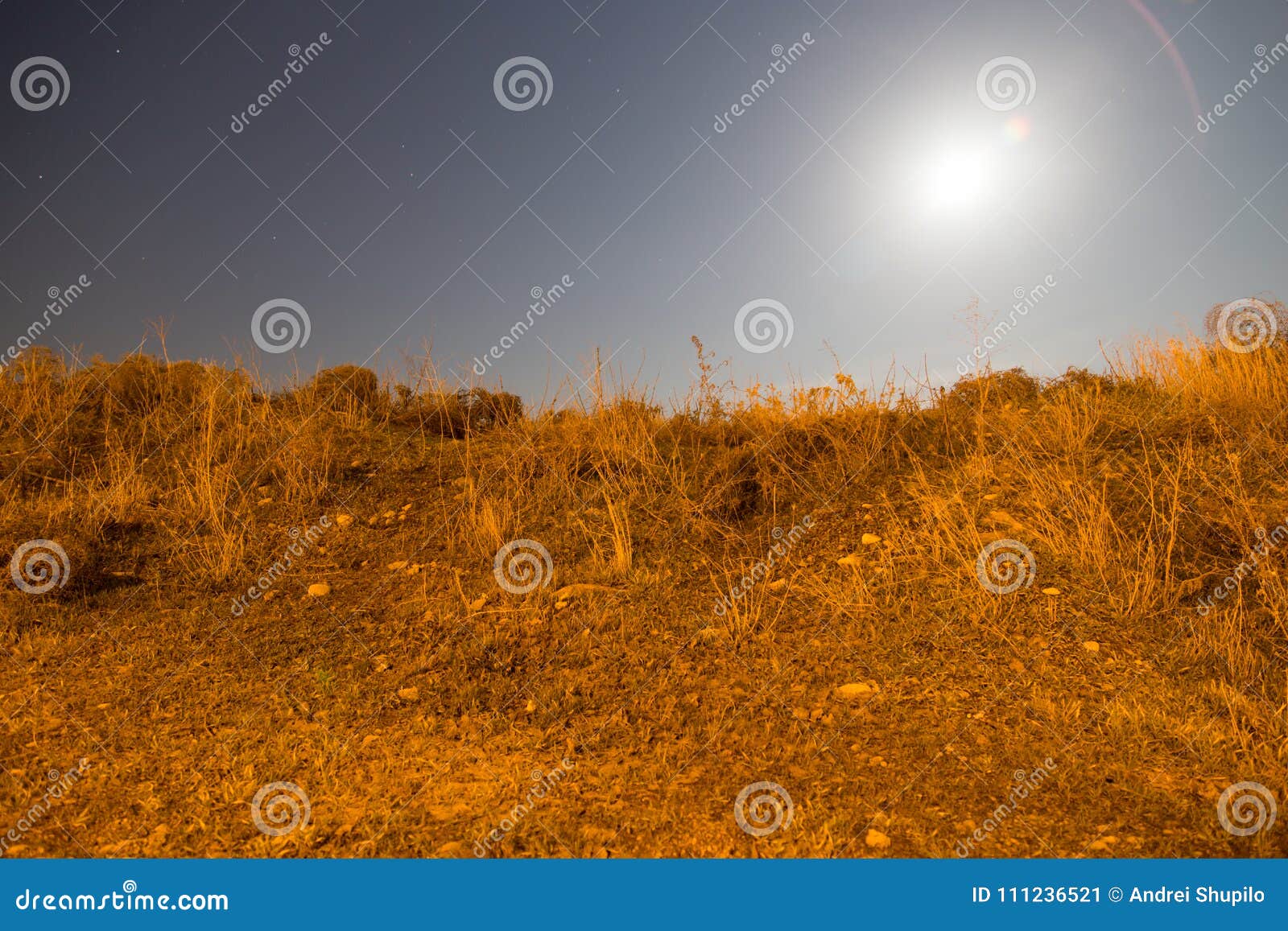 Dry Grass in a Field in the Moonlight Night Stock Image - Image of blue ...