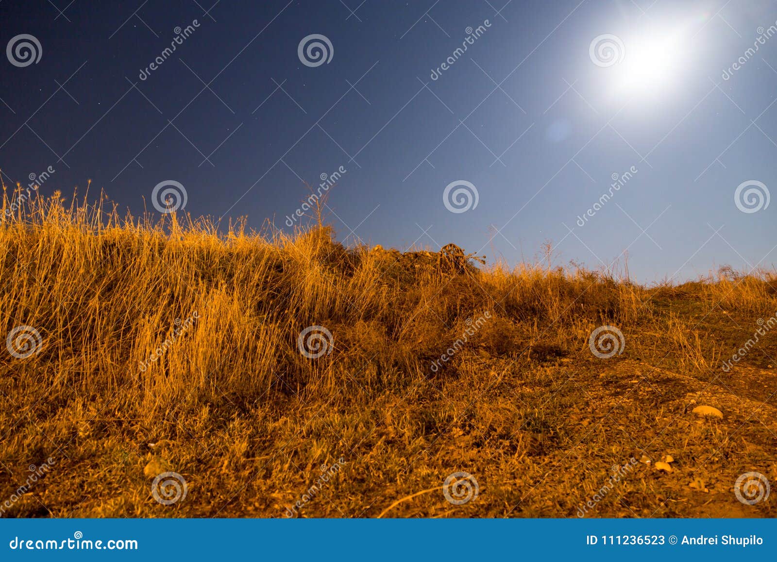Dry Grass in a Field in the Moonlight Night Stock Image - Image of path ...