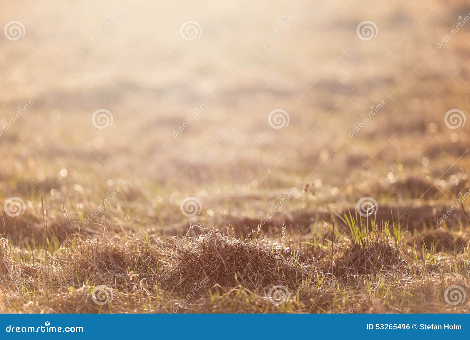 Dry Grass Field Pasture In Sunset Sunlight Stock Photo - Image of ...