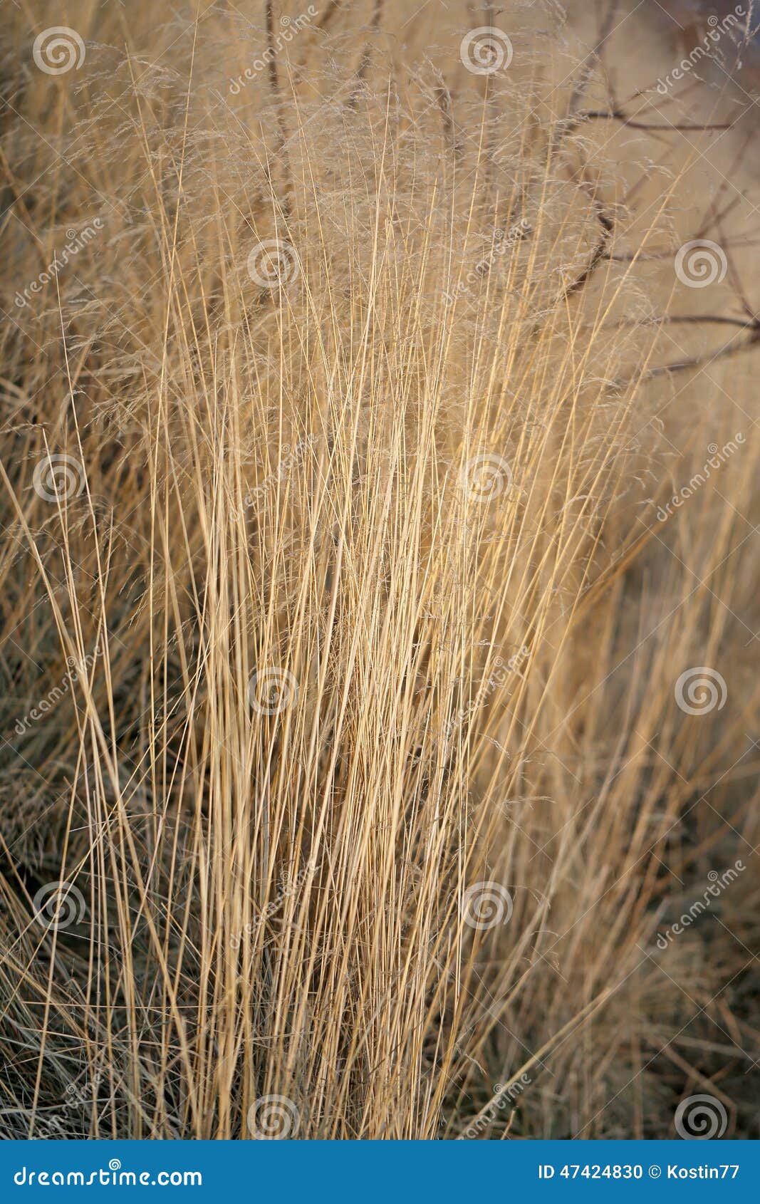Dry grass stock photo. Image of orange, lawn, dying, golden - 47424830