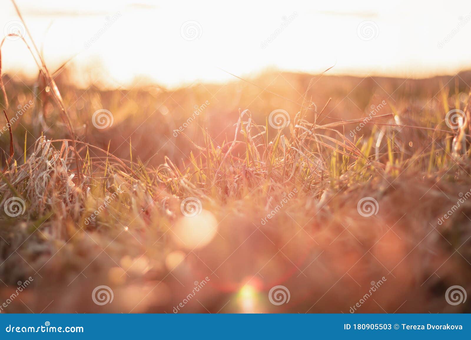 Dry grass field in scene stock image. Image of beauty - 180905503
