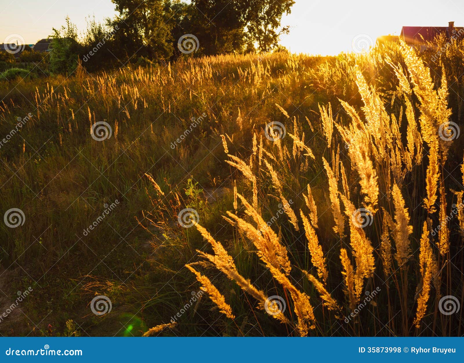 Dry grass field scene stock photo. Image of nonurban - 35873998
