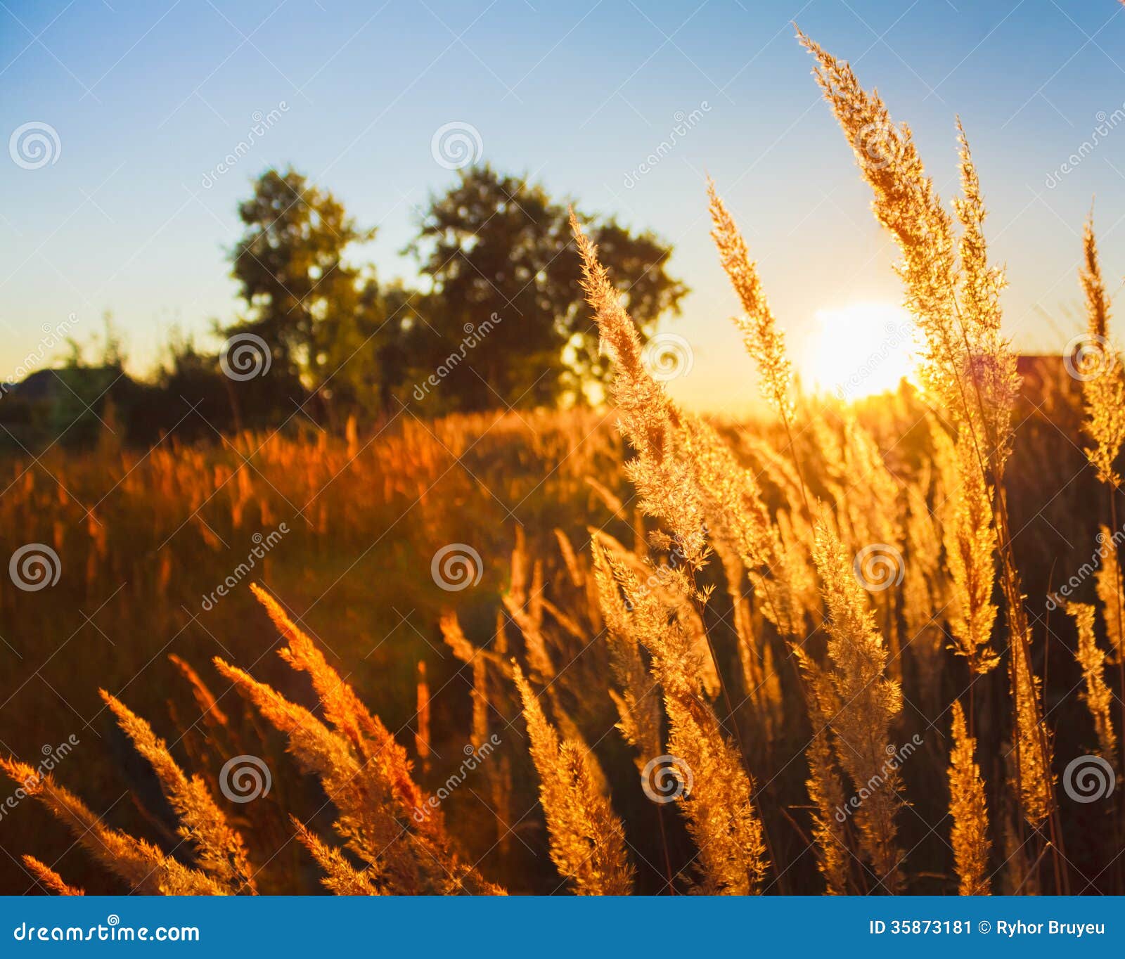 Dry grass field scene stock image. Image of meadow, nonurban - 35873181