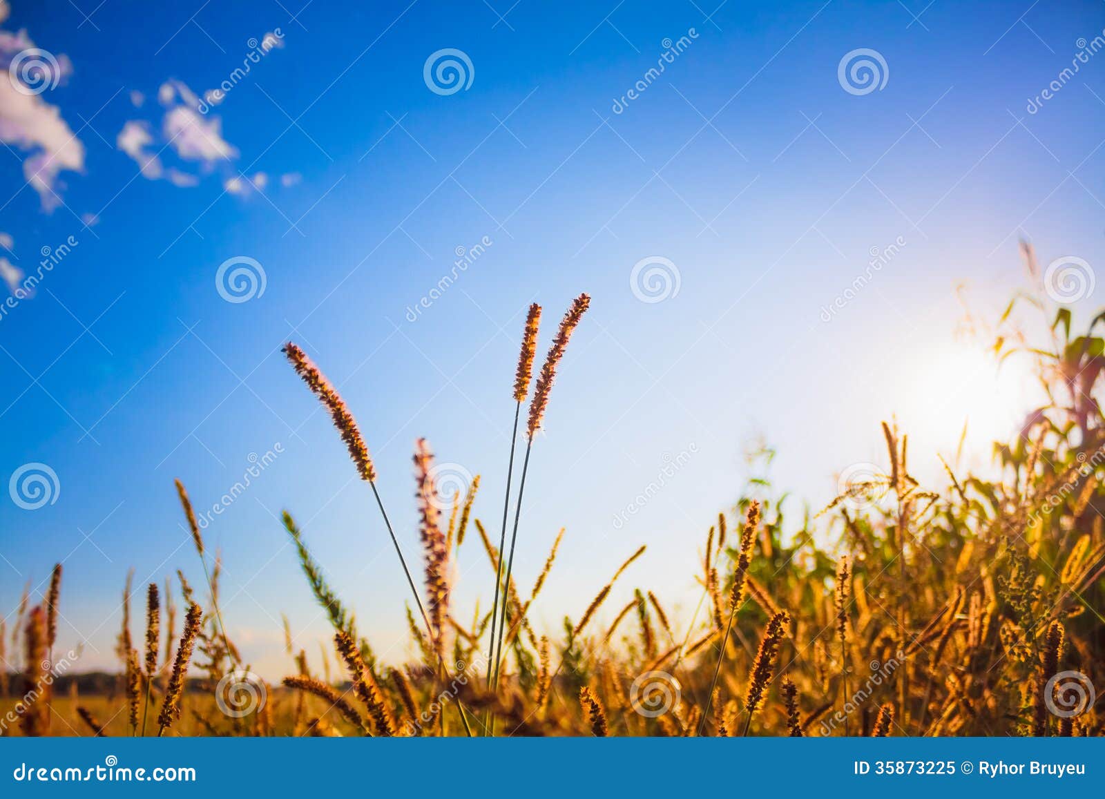 Dry grass field scene stock image. Image of field, drought - 35873225