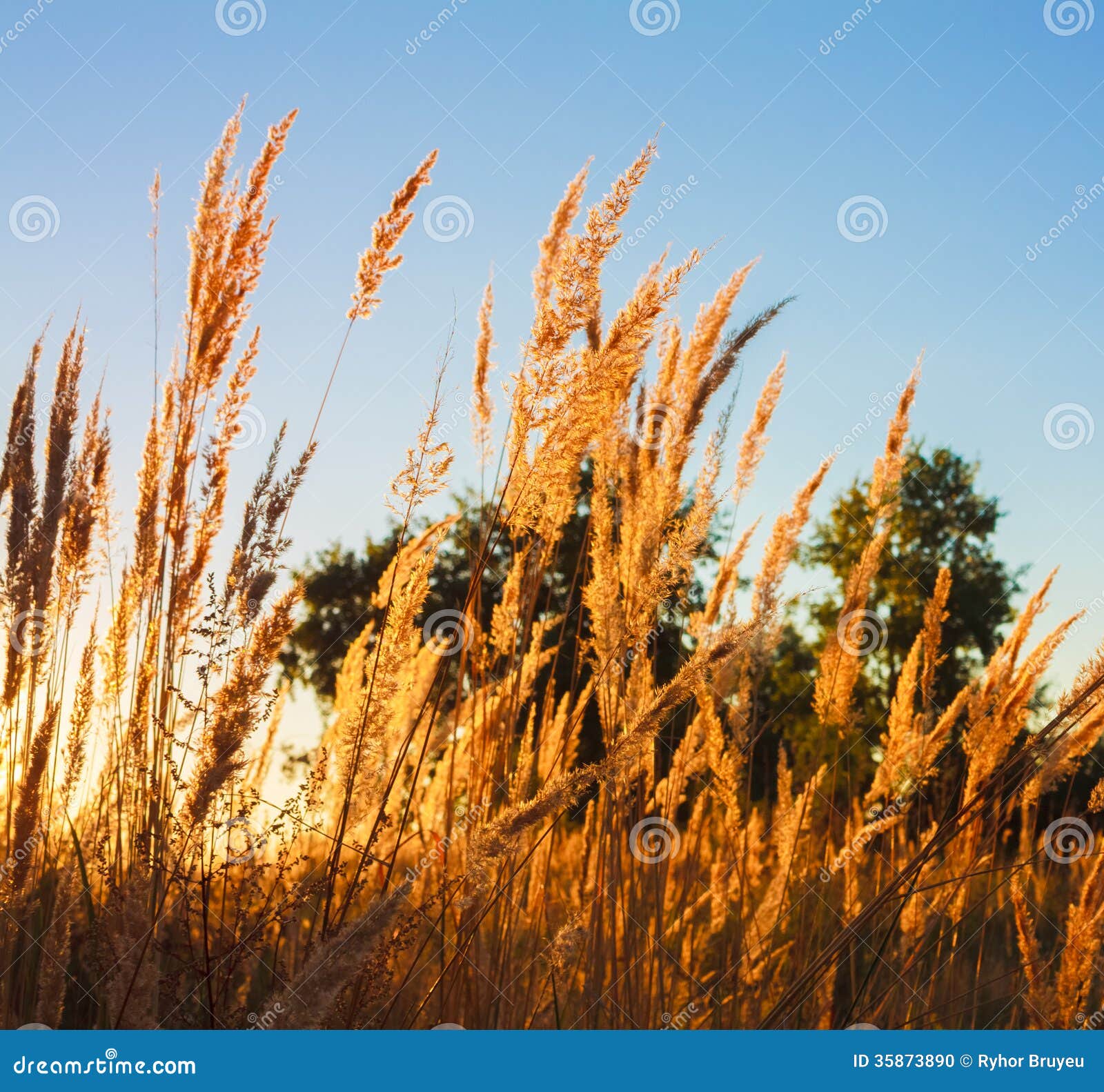 Dry grass field scene stock photo. Image of close, orange - 35873890