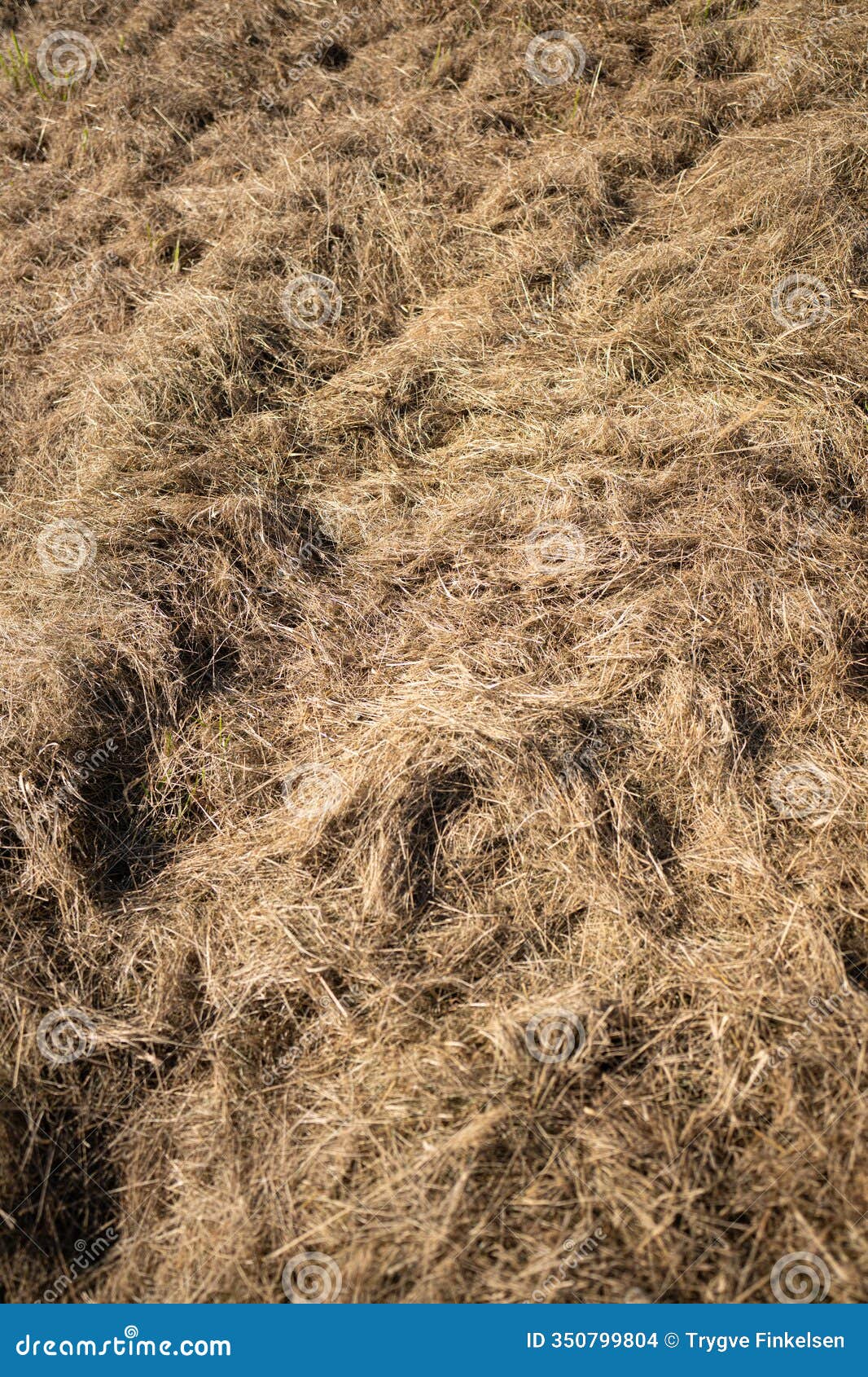 Dry Grass in a Field at Summer.. Stock Photo - Image of agriculture ...