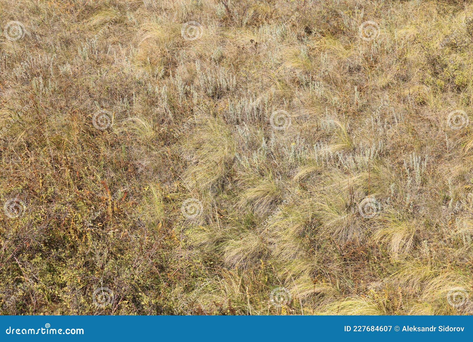 Dry Grass in the Field, Vegetative Background, Scorched Field, August ...