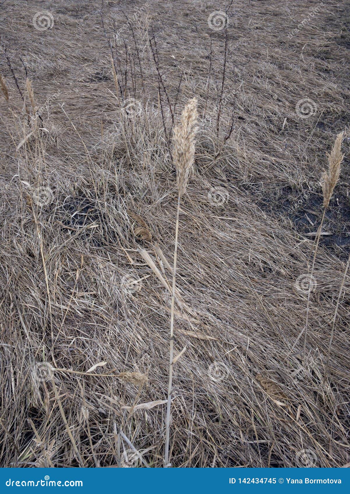 Dry grass in the field stock image. Image of forest - 142434745