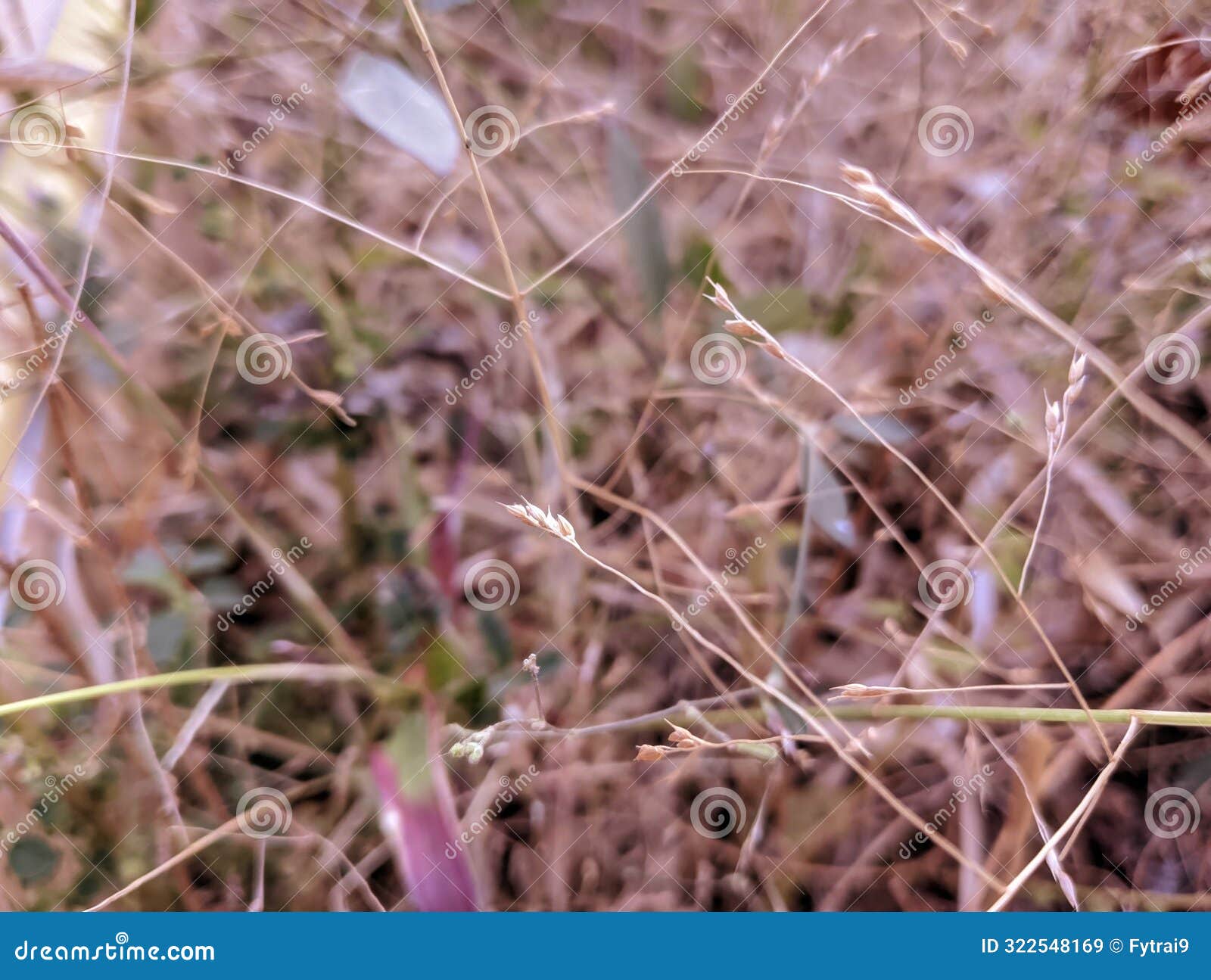 Dry Grass in the Fields during the Dry Season. Suitable for Wallpapers ...