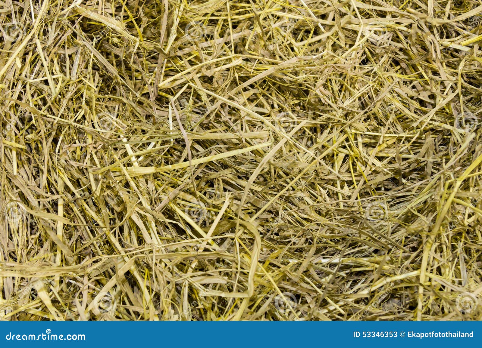 Dry grass on floor stock image. Image of field, floor - 53346353