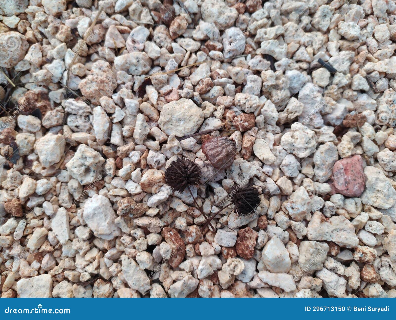 Dry Grass Flower with Coral Reef Stock Photo - Image of rock, asphalt ...