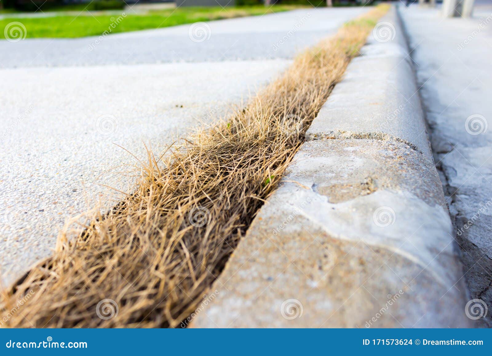 Dry grass on footpath. stock photo. Image of healthy - 171573624