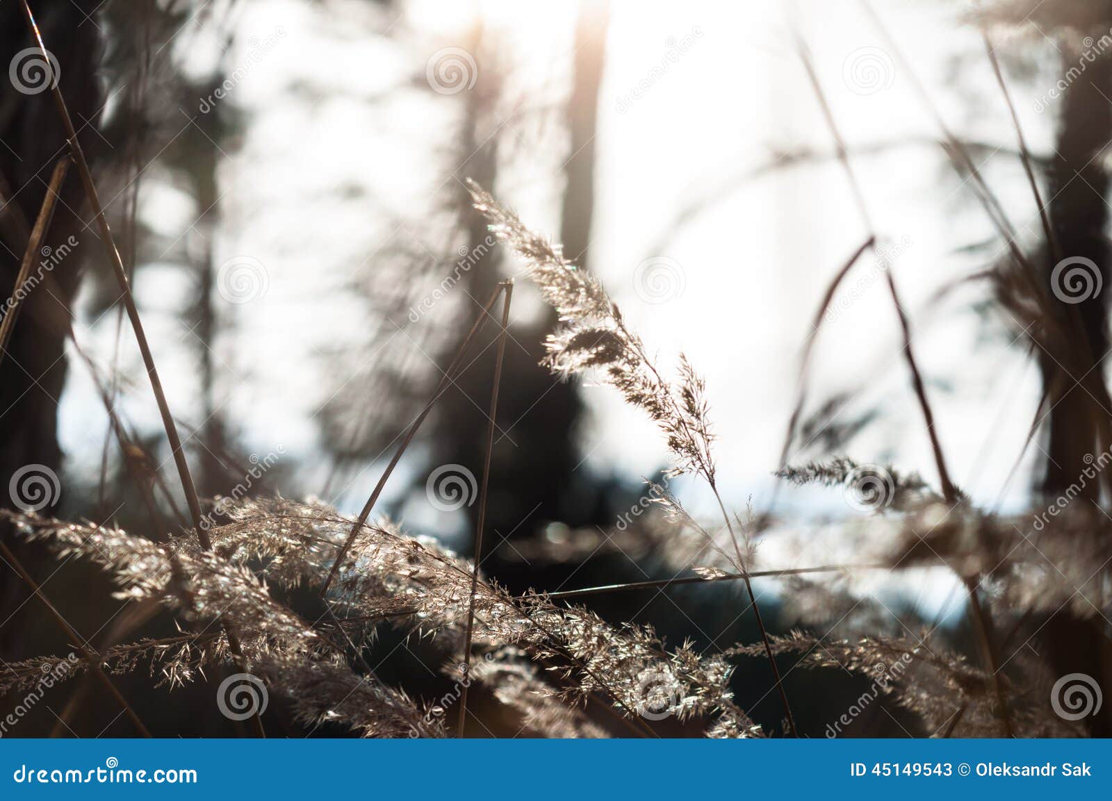 Dry Grass in the Forest at Sunset in the Warm Sun Stock Image - Image ...
