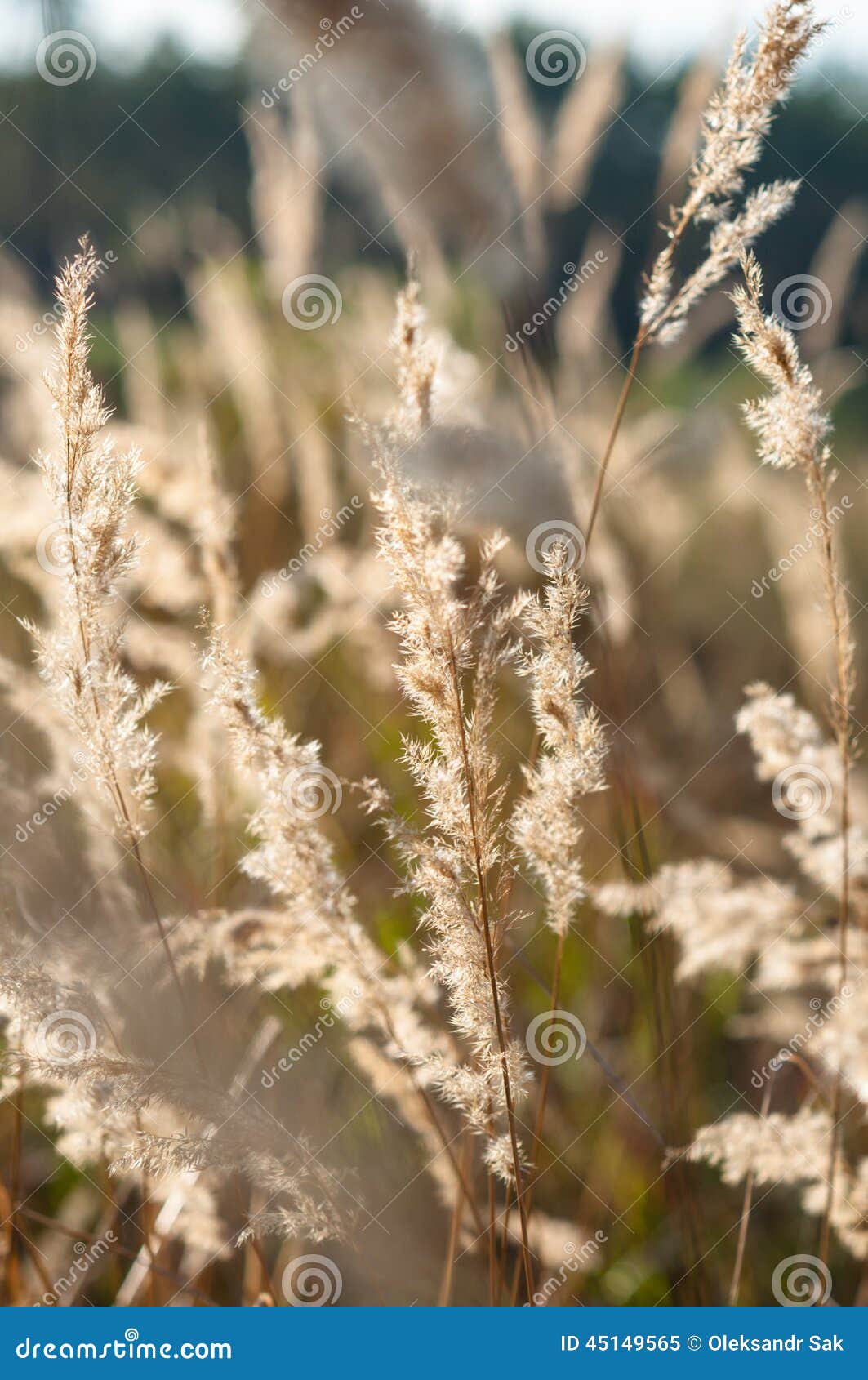 Dry Grass in the Forest at Sunset in the Warm Sun Stock Image - Image ...