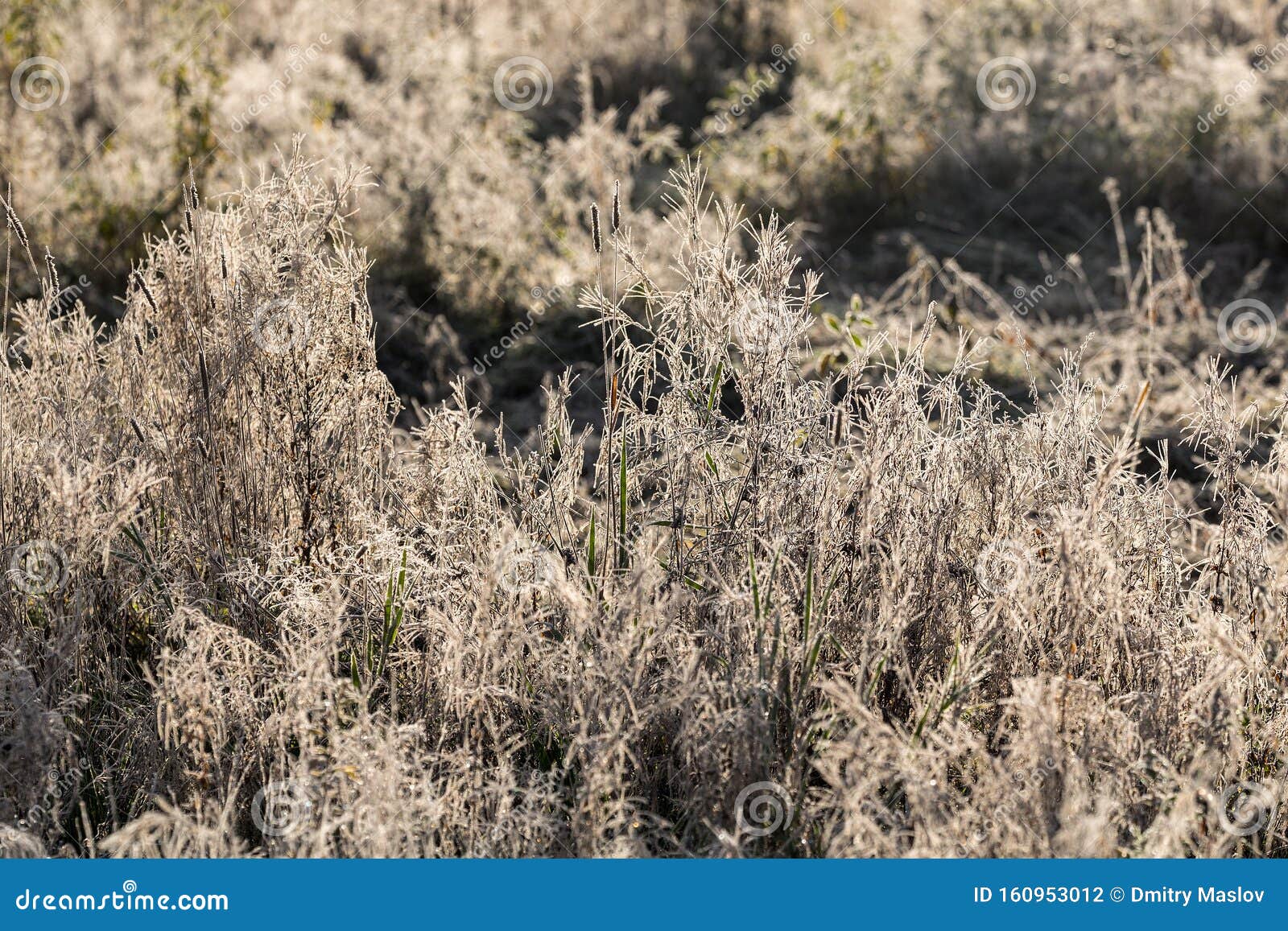 Dry grass after freezing stock photo. Image of hoarfrost - 160953012