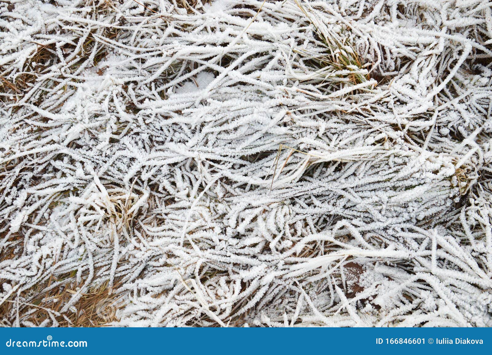 Dry Grass in the Frost. Rime, Frost, Frosty Background Stock Image ...