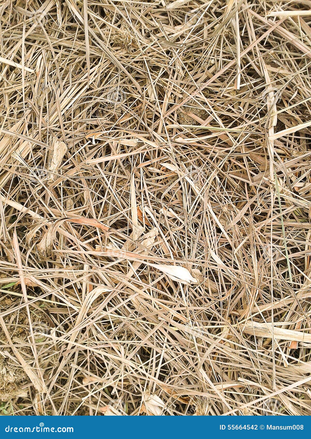 Dry grass stock photo. Image of garden, leaves, grass - 55664542