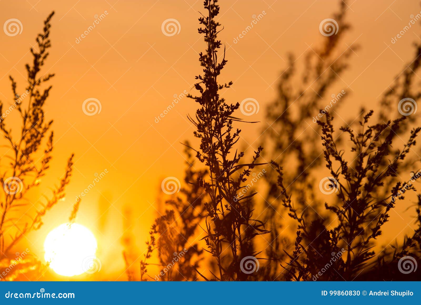 Dry Grass on the Golden Sunset As Background Stock Photo - Image of ...