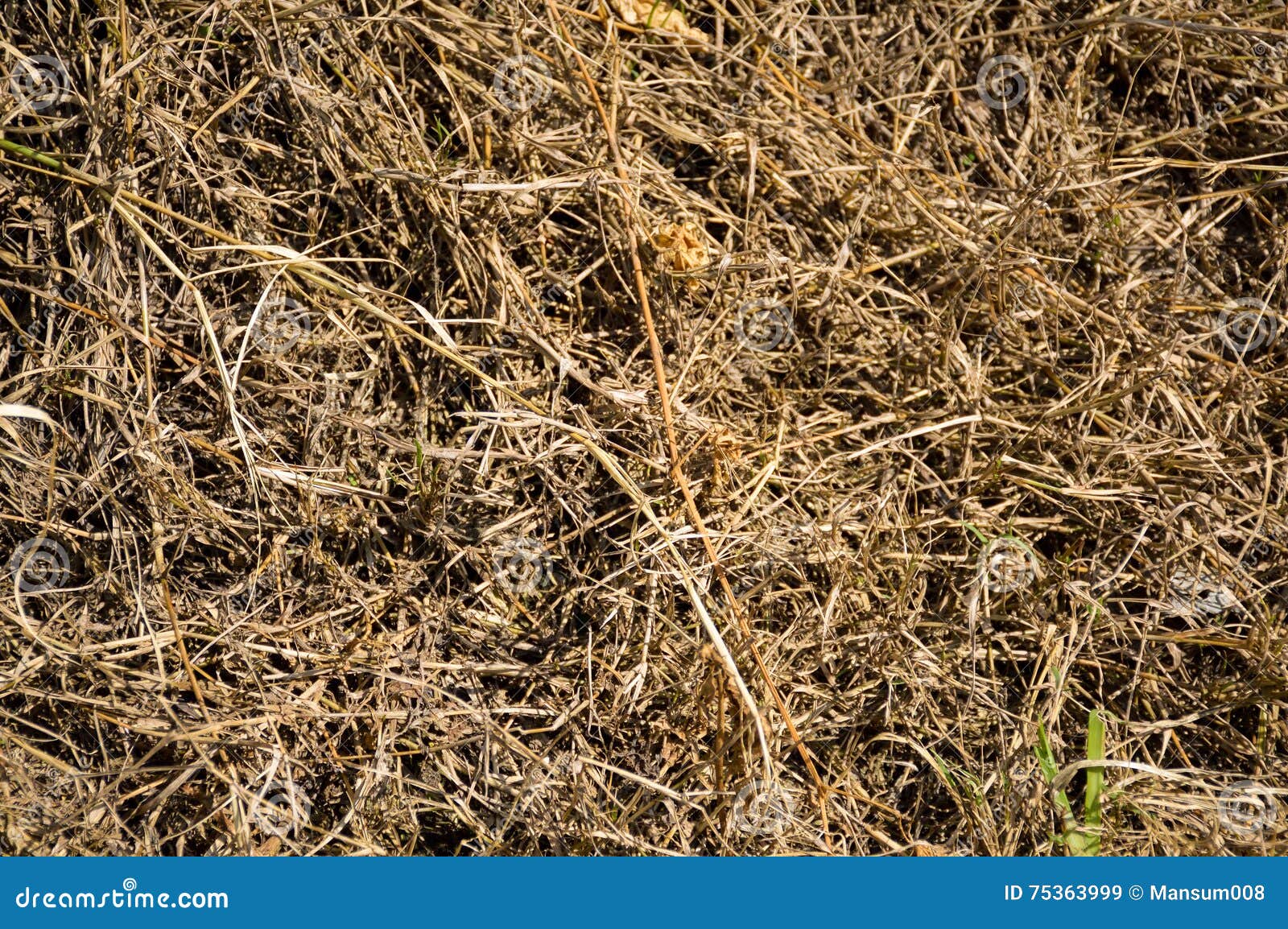 Dry grass stock image. Image of brown, nature, natural - 75363999