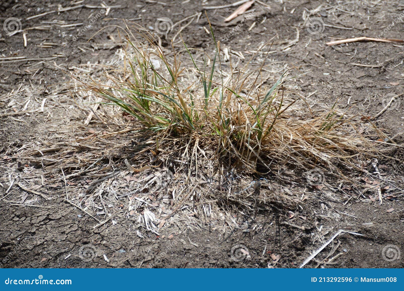 Dry grass on the ground stock photo. Image of rural - 213292596