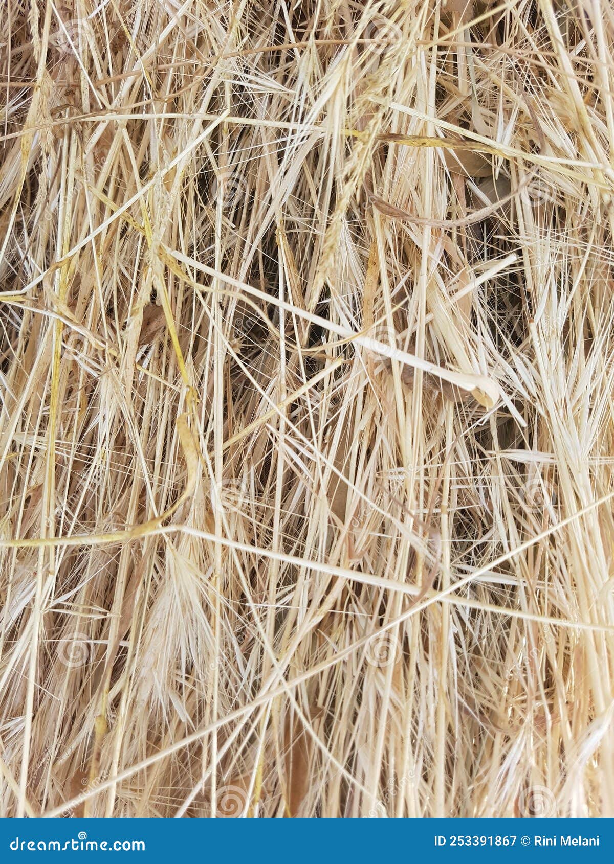 Dry grass on the ground stock image. Image of wood, leaf - 253391867