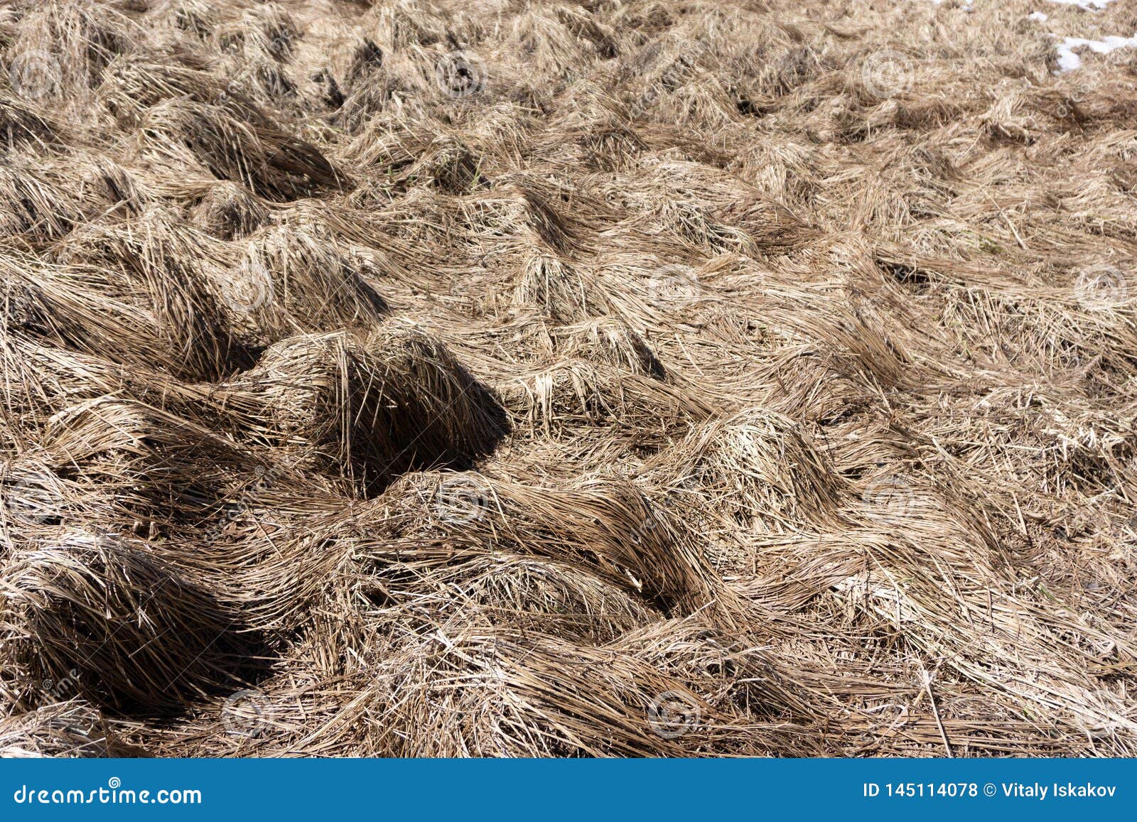 The Dry Grass Grow Herb Horizon Horizontal Stock Photo - Image of grow ...