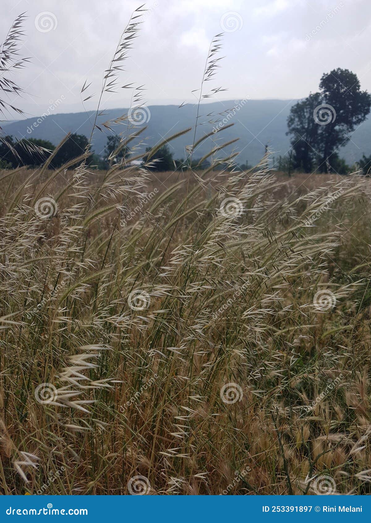 Dry Grass Growing in a Field with Trees Stock Image - Image of grass ...