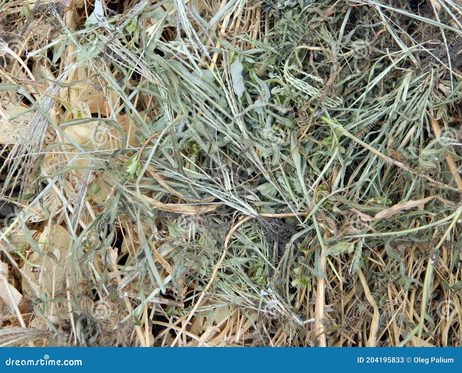 Dry Grass in a Heap As a Background Stock Image - Image of heap, pile ...