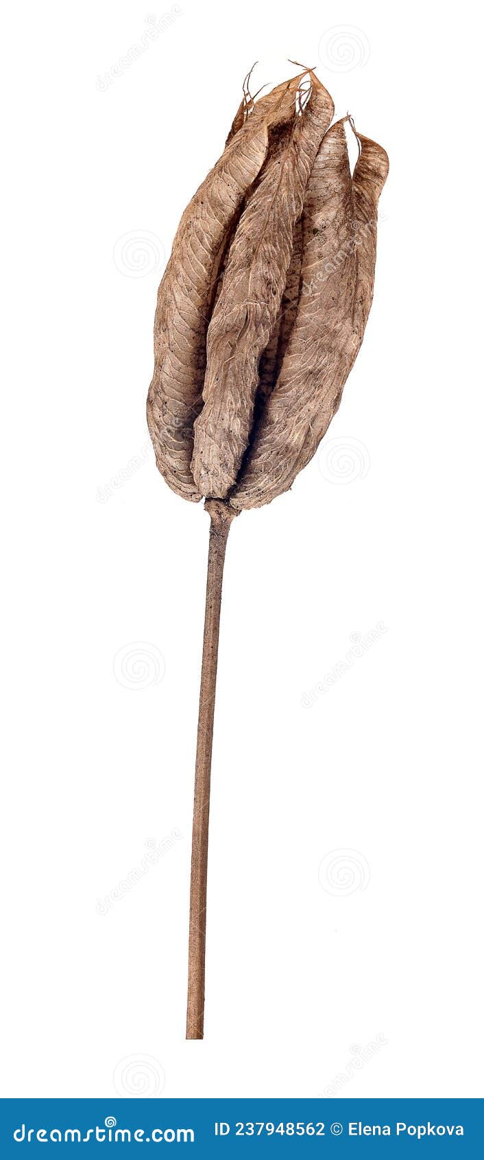 Dry Grass Isolated on a White Background Stock Photo - Image of flower ...