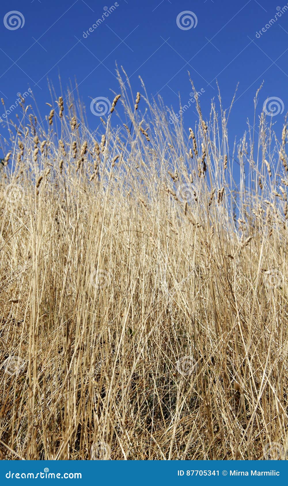 Dry grass stock image. Image of drought, plants, high - 87705341