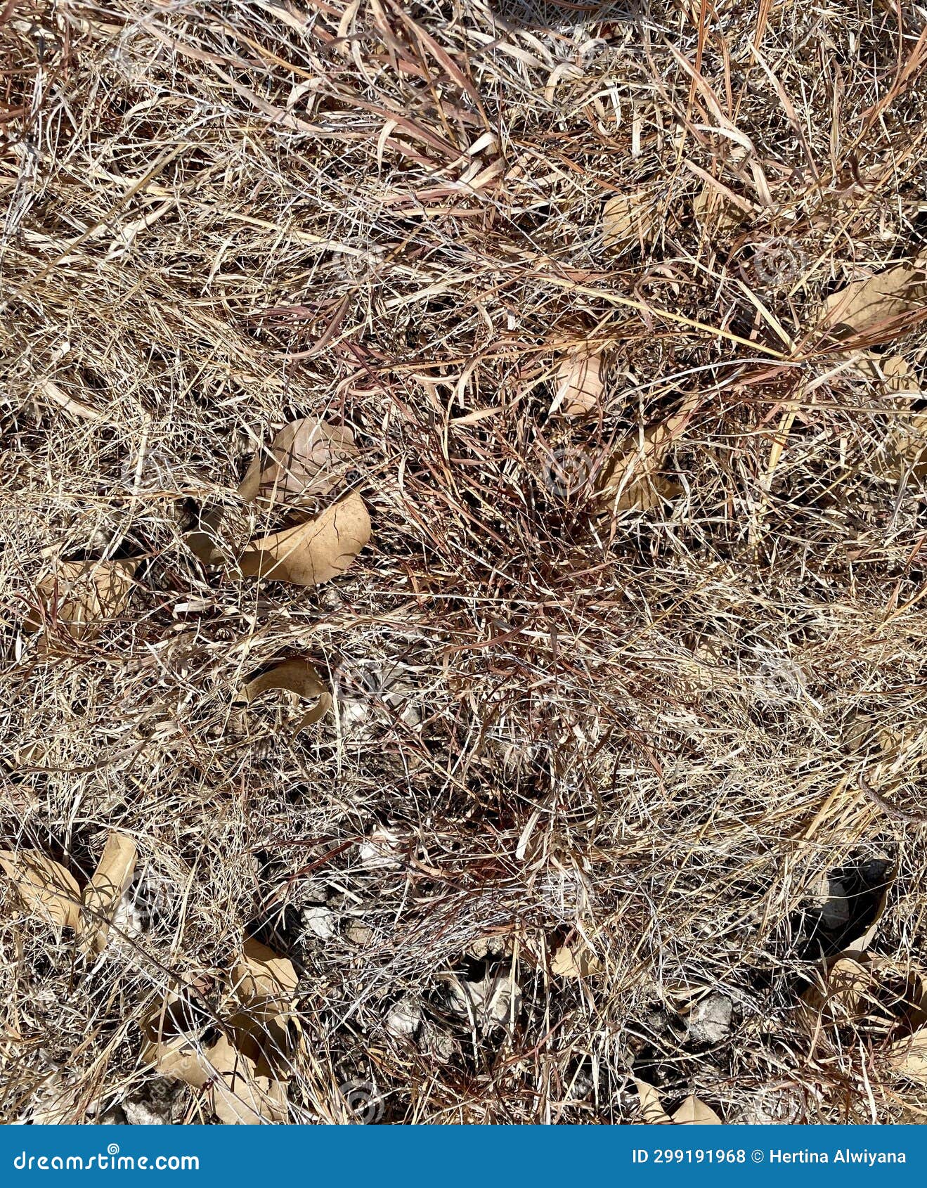 Dry Grass, Good for Background or Wallpaper Stock Photo - Image of ...