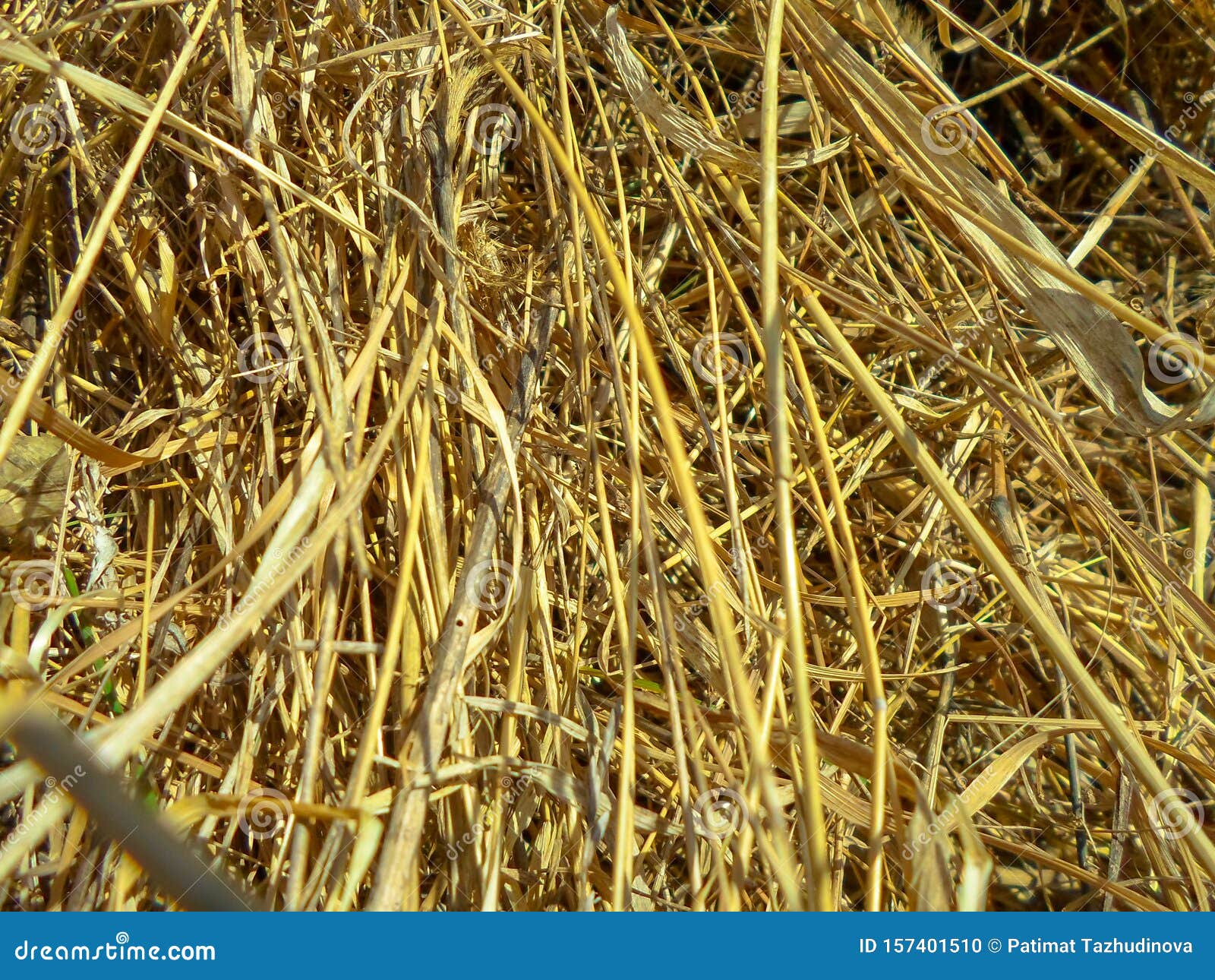 Dry Grass, a Lot of Hay, Background Pattern, Weeds Stock Photo - Image ...