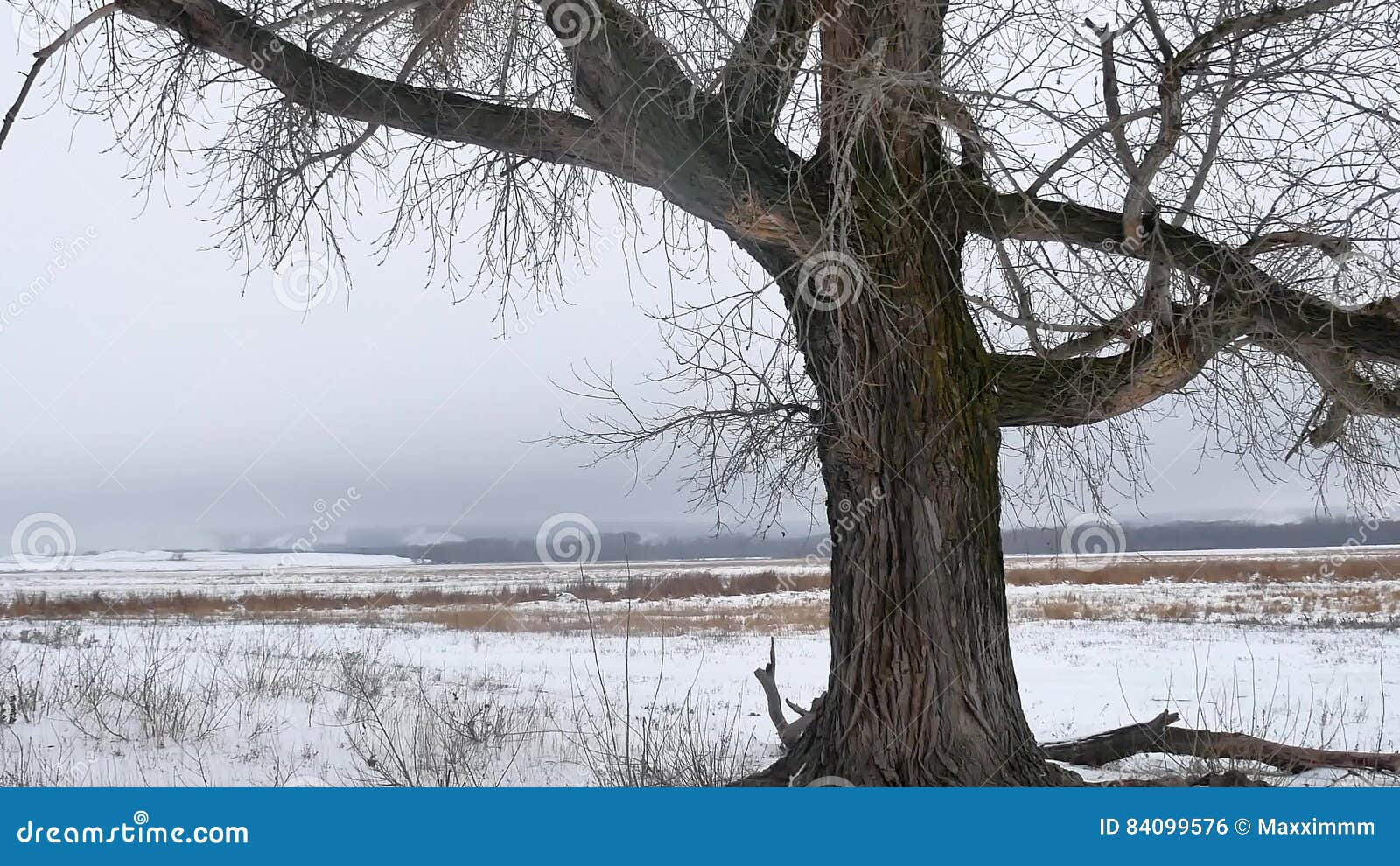 Dry the Grass Marsh Winter Reed Beautiful Cold Nature Landscape Stock ...
