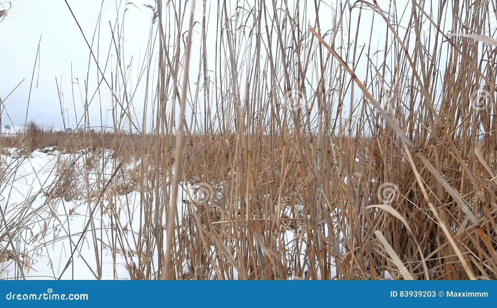 Dry the Grass Marsh Winter Reed Beautiful Landscape Nature Stock Image ...